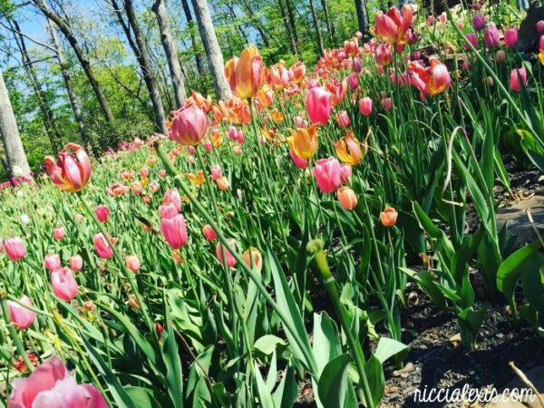 Garvan Woodland Gardens - ricci alexis