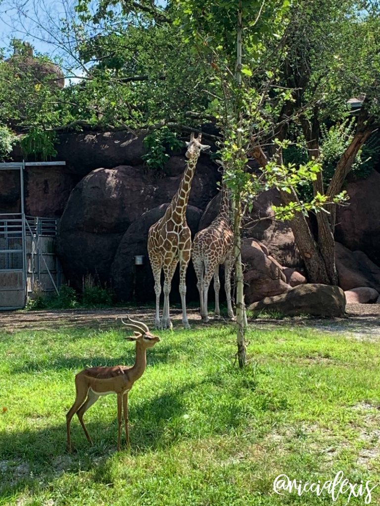 My First Trip to the St. Louis Zoo