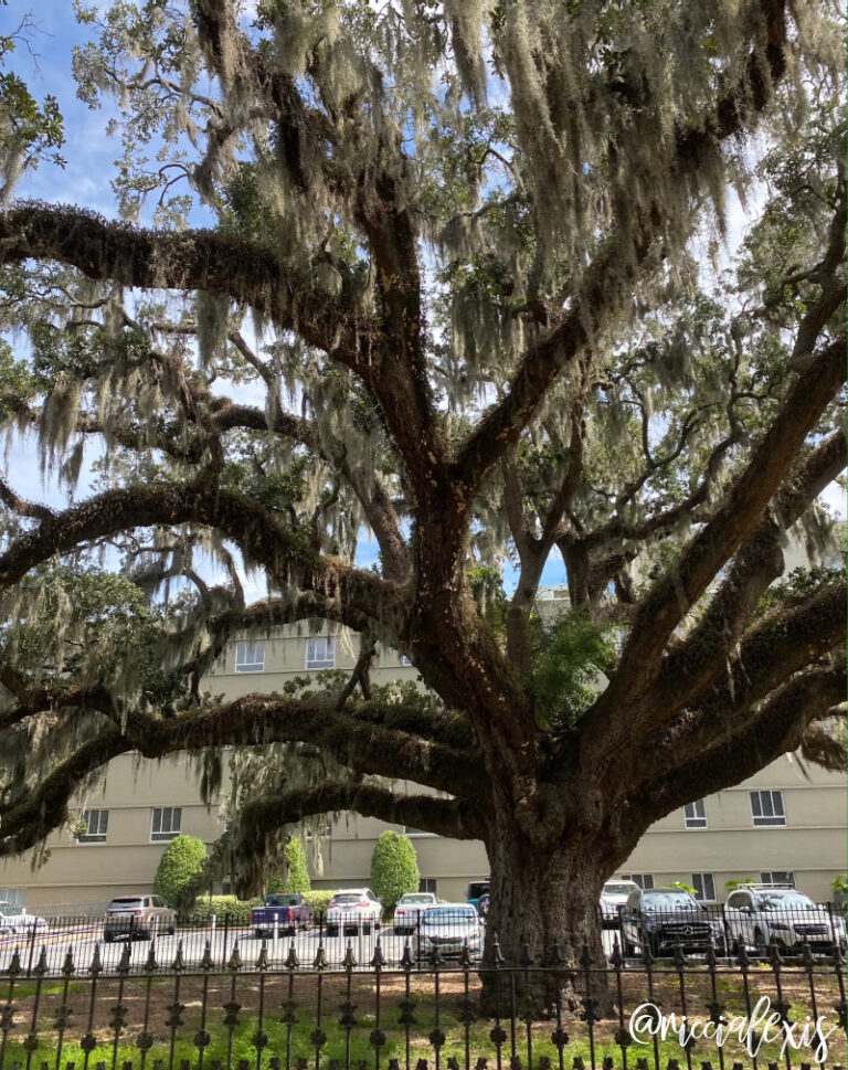 Savannah Solo Trip Recap